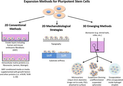 Frontiers | Emerging Methods for Enhancing Pluripotent Stem Cell Expansion